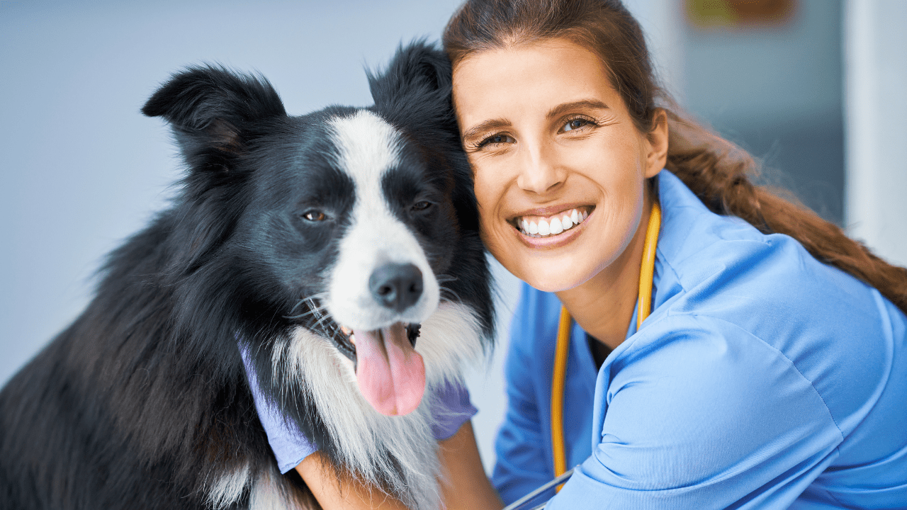 Don t Forget Your Dogs Health Before Training KACHY DOGGY don-t-forget-your-dogs-health-before-training-kachy-doggy